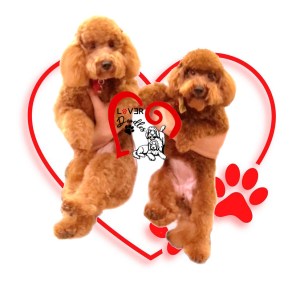 Mini Goldendoodles / Dam & Sire – Lover Doodles