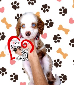 Mini Bernedoodles / Dam & Sire – Lover Doodles